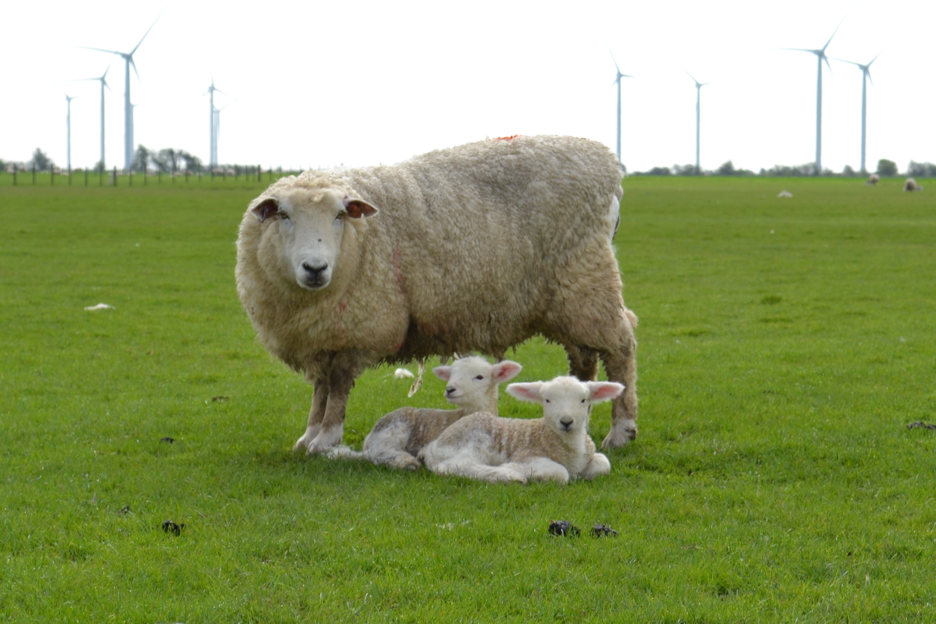 Lambing in isolation - Rye News