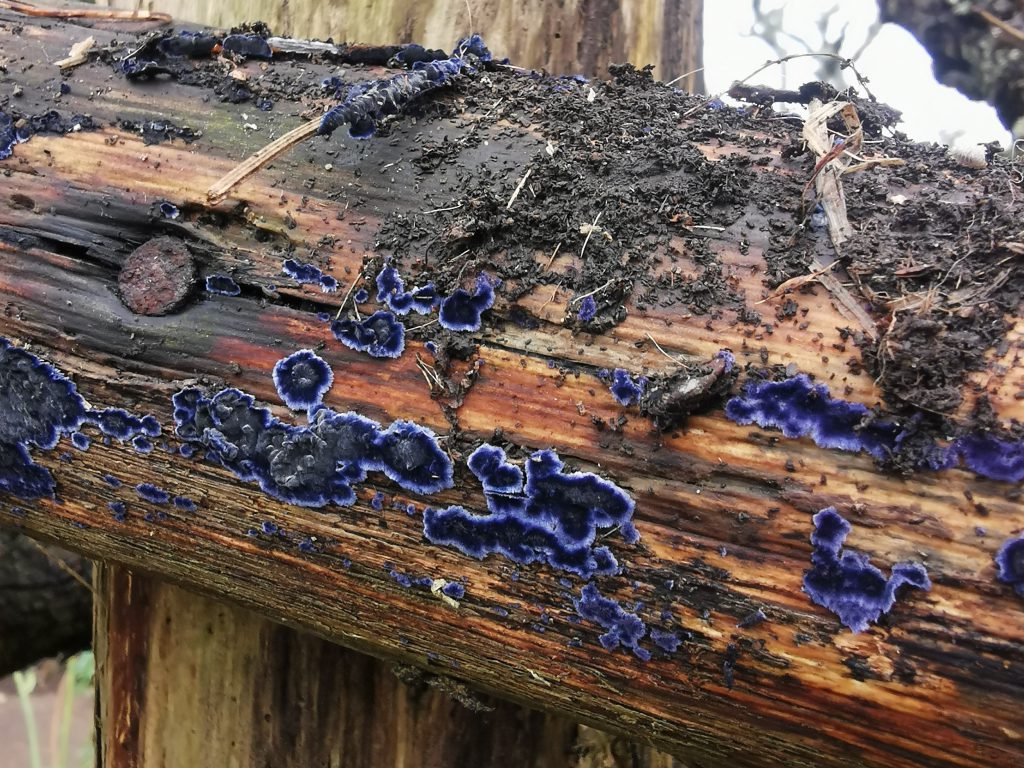 A first for Sussex | Rye News