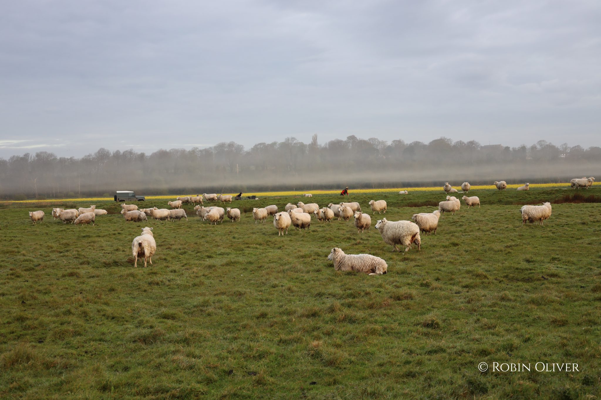Postcards from Romney Marsh | Rye News