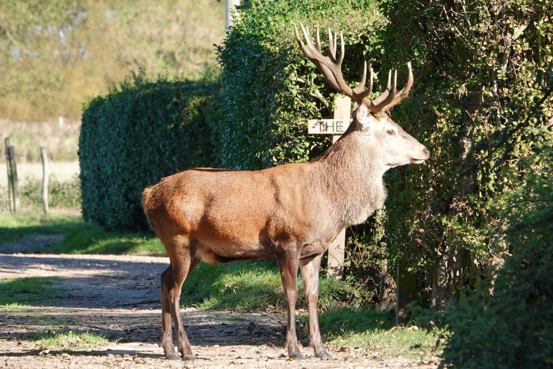Spectacular stag spotted in Camber | Rye News
