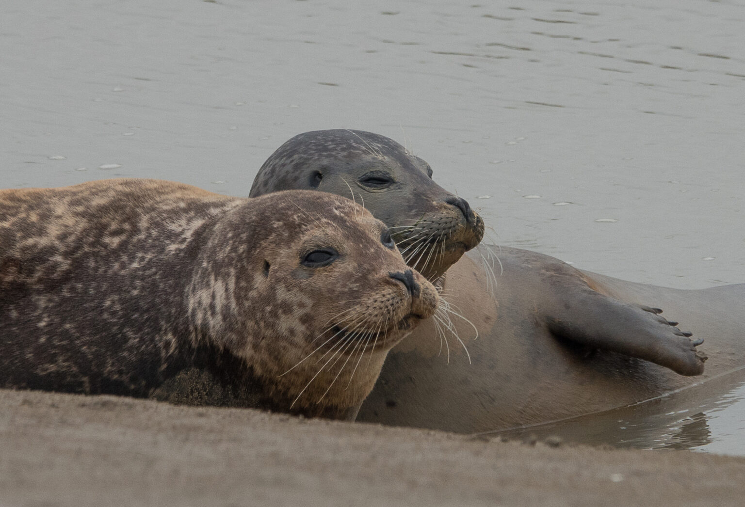 Harbour seals in pictures | Rye News