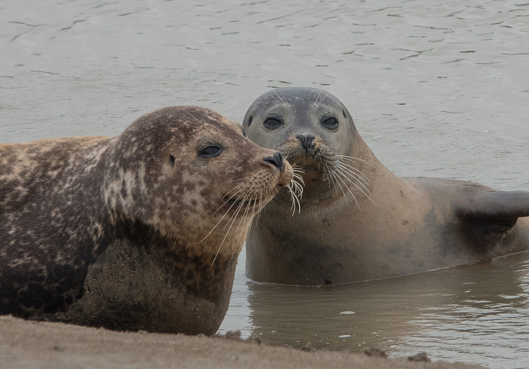 Harbour seals in pictures | Rye News