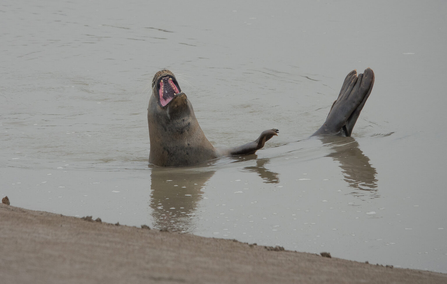 Harbour seals in pictures | Rye News