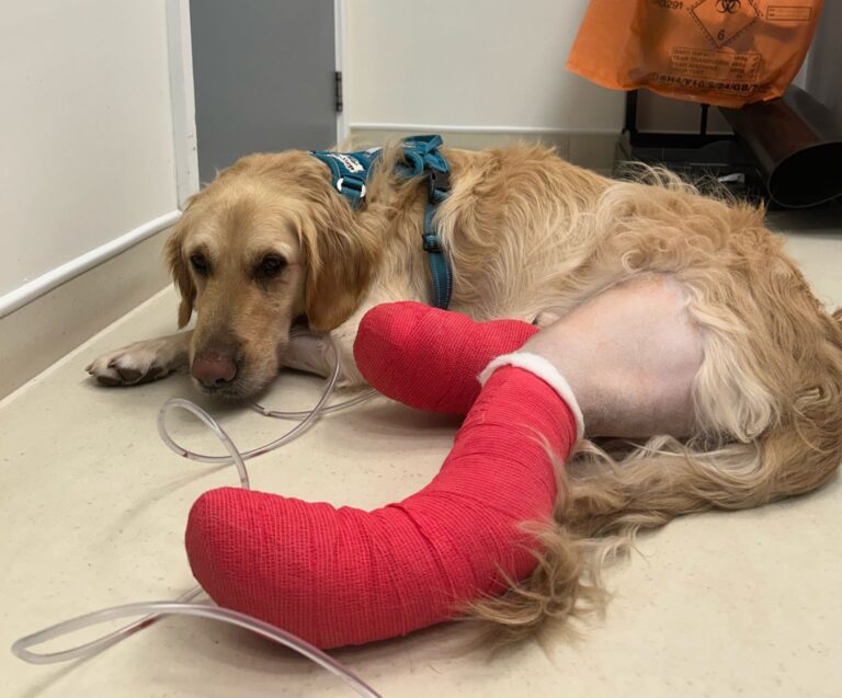 Joey’s journey of recovery | Rye News