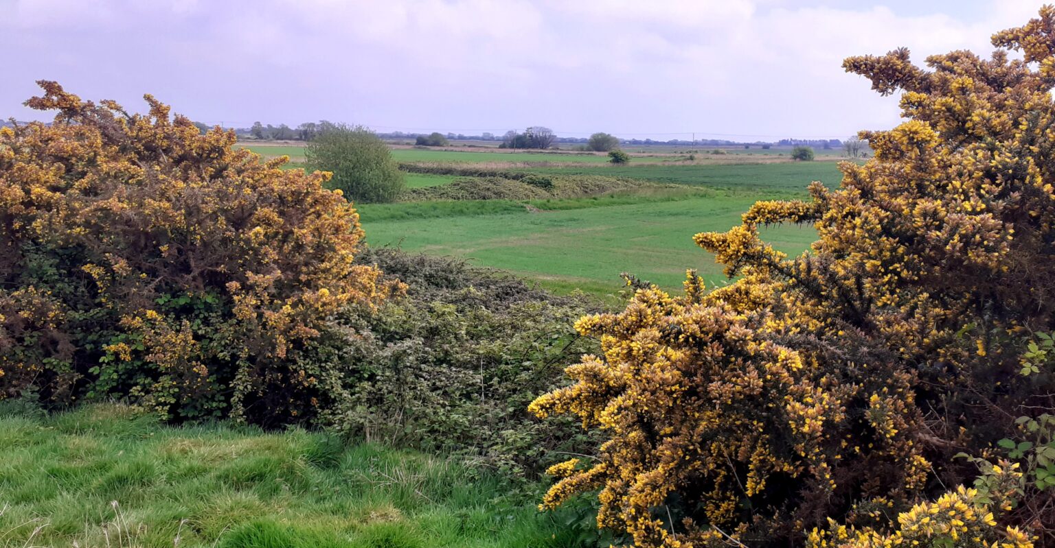 The Cadborough Cliff chorus – spring birdsong so close to the centre of ...