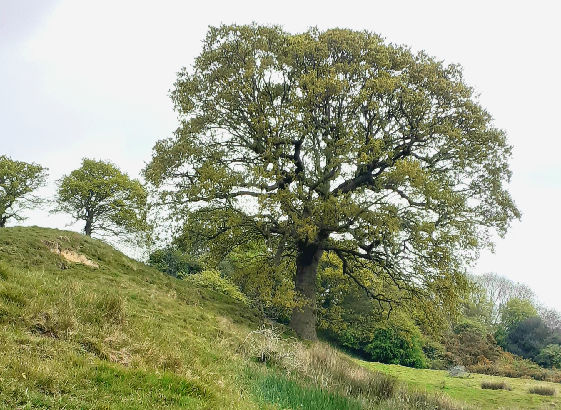 The Cadborough Cliff chorus – spring birdsong so close to the centre of ...
