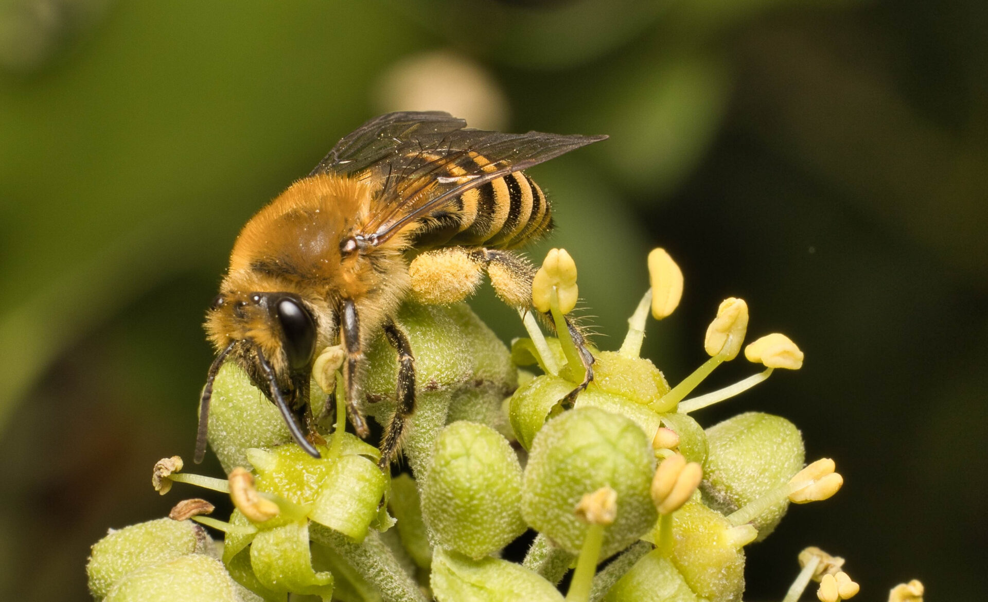 In evergreen support of Ivy | Rye News