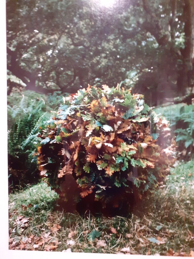 Andy Goldsworthy – art through nature | Rye News