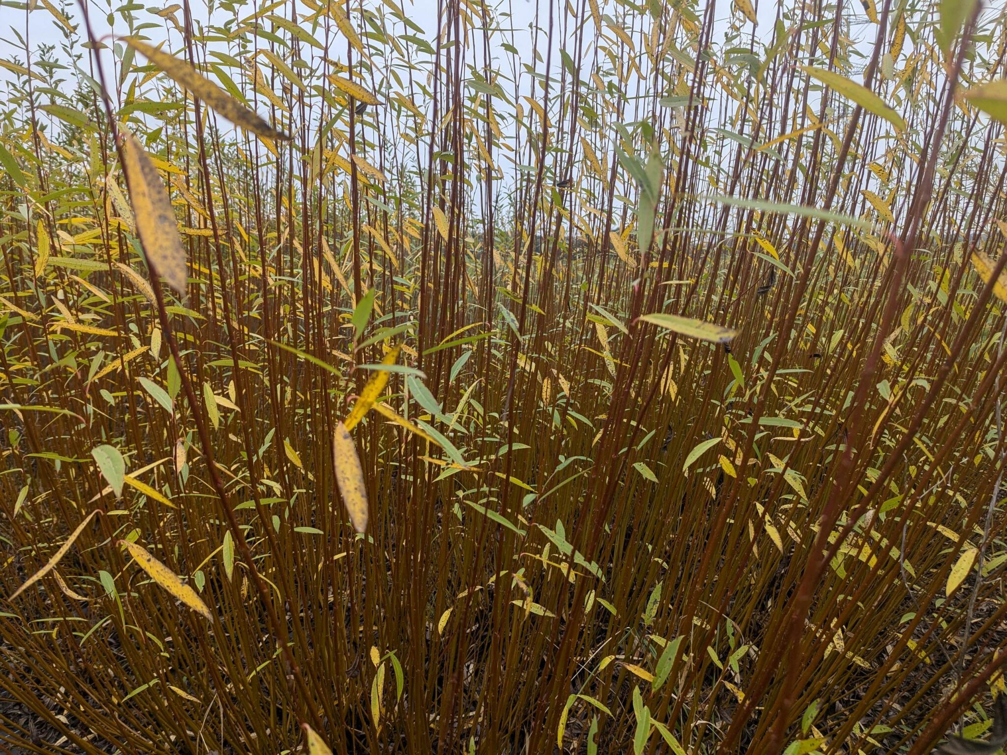 Autumn at Marsh Willow | Rye News