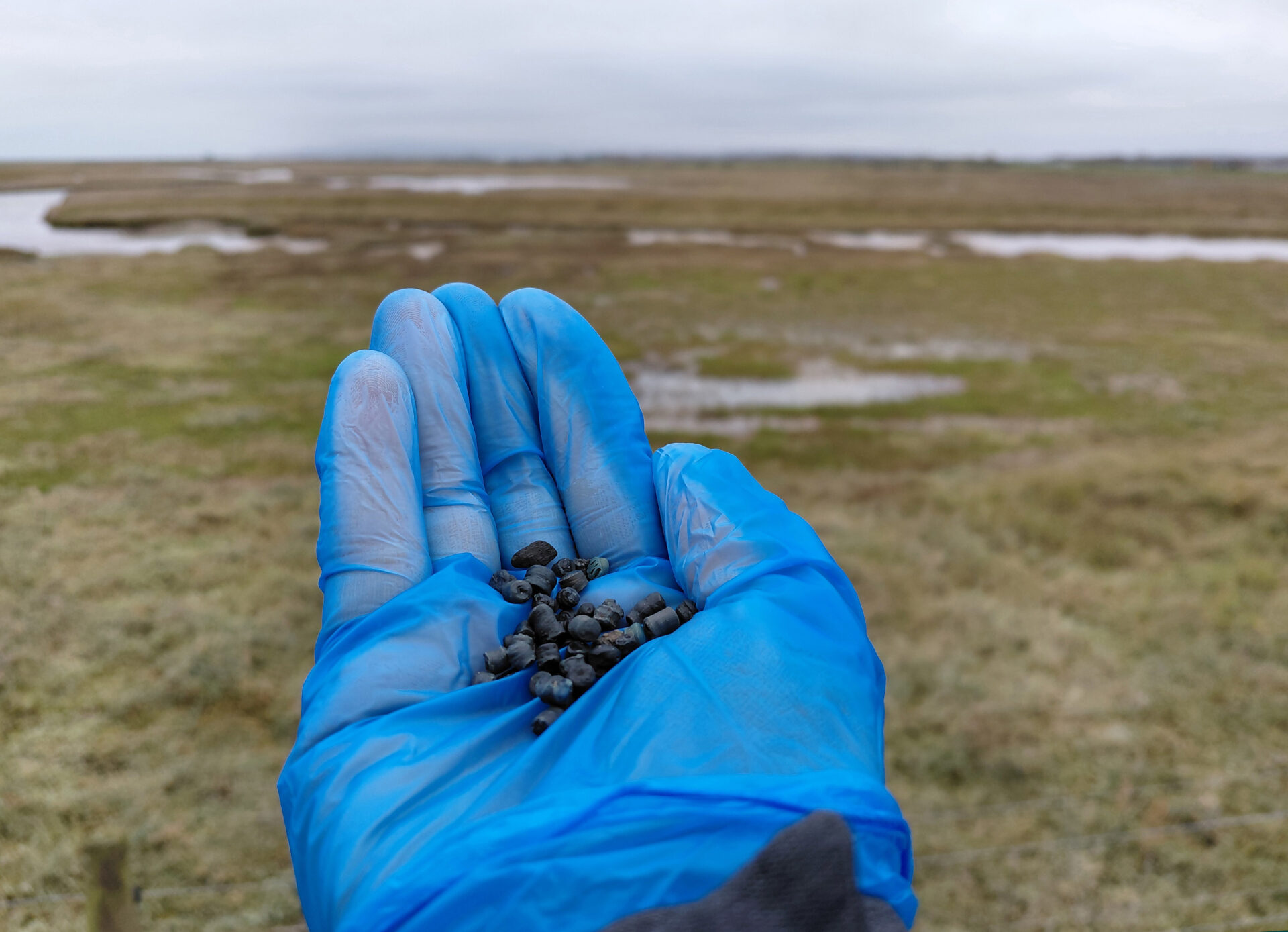Heavy metals found in Camber pellets | Rye News