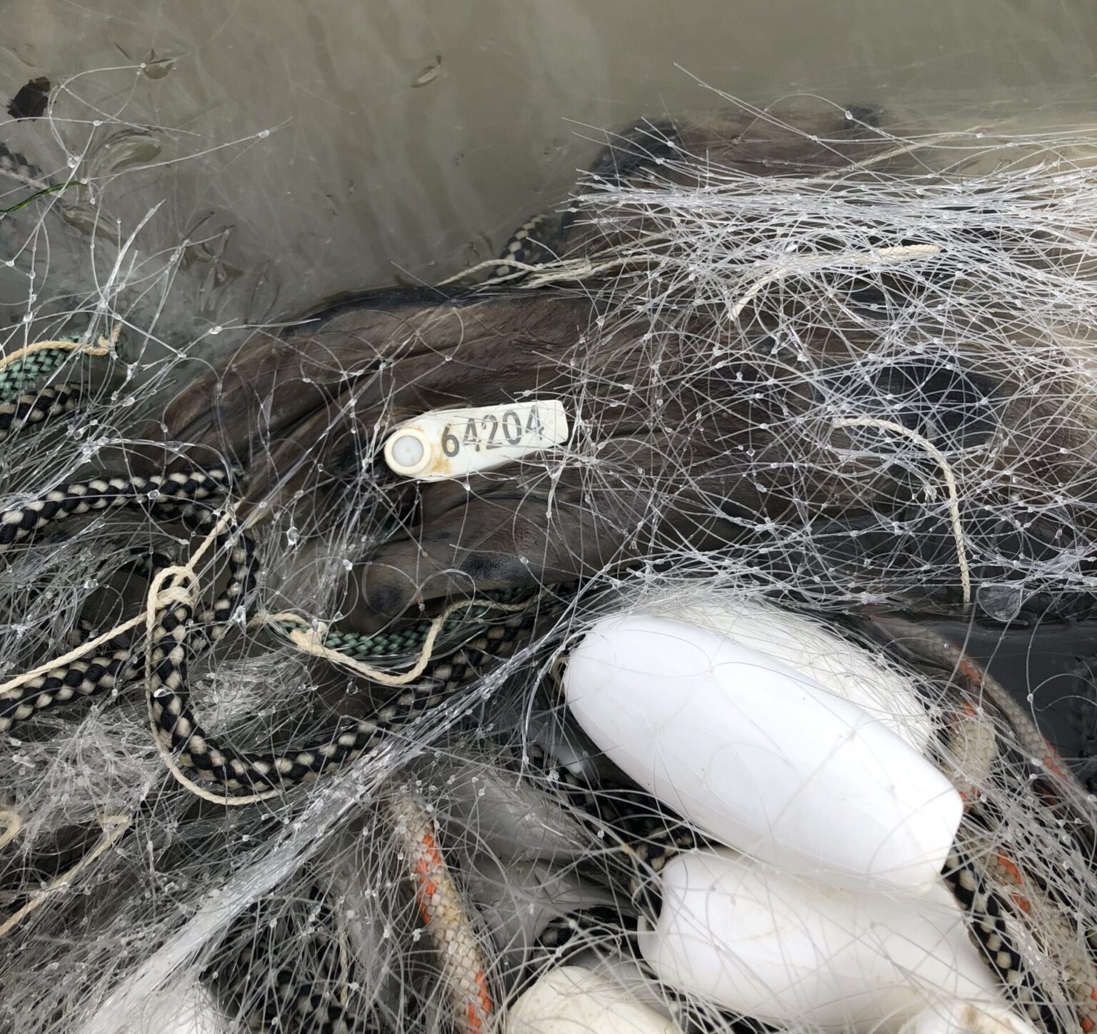 Family share dead seals story | Rye News