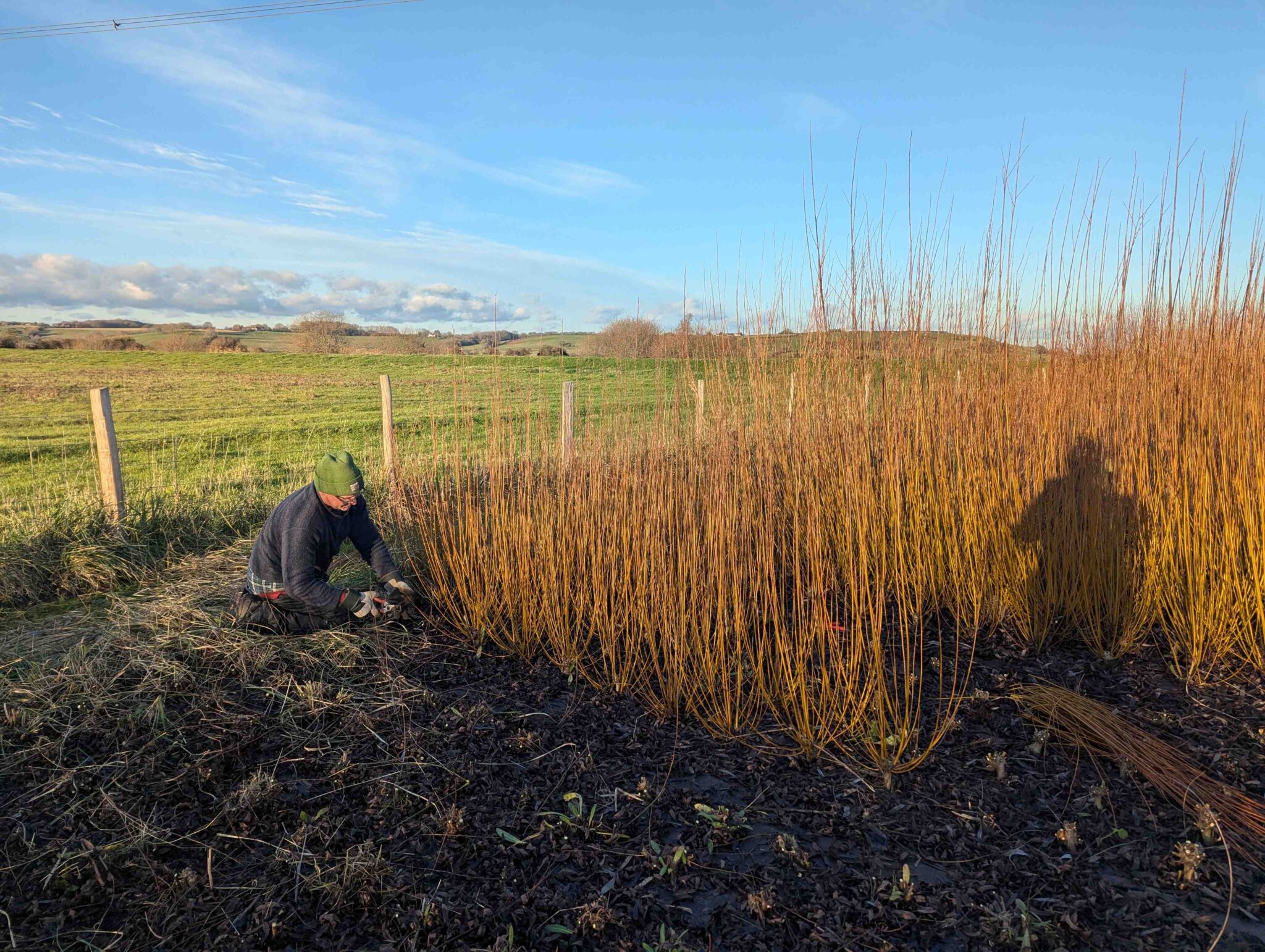 Winter willow harvest | Rye News