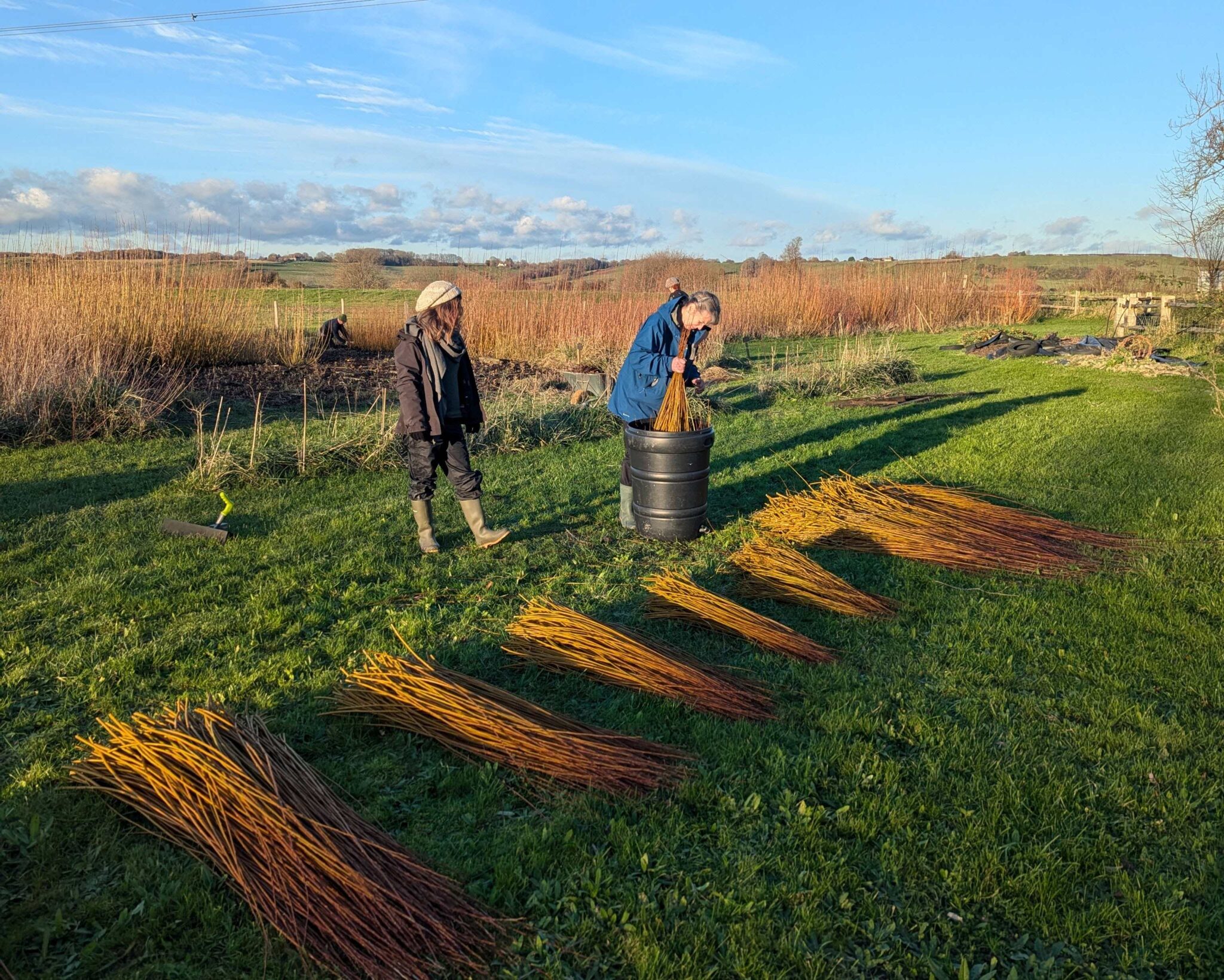 Winter willow harvest | Rye News