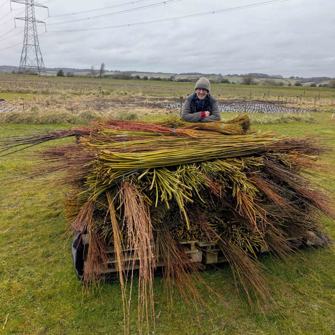 Winter willow harvest | Rye News