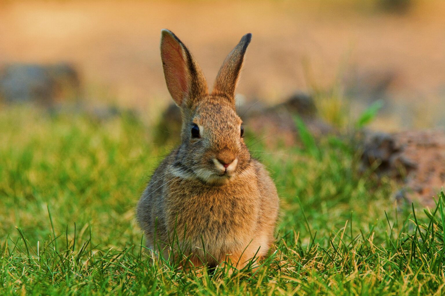 Fears for rabbit population | Rye News